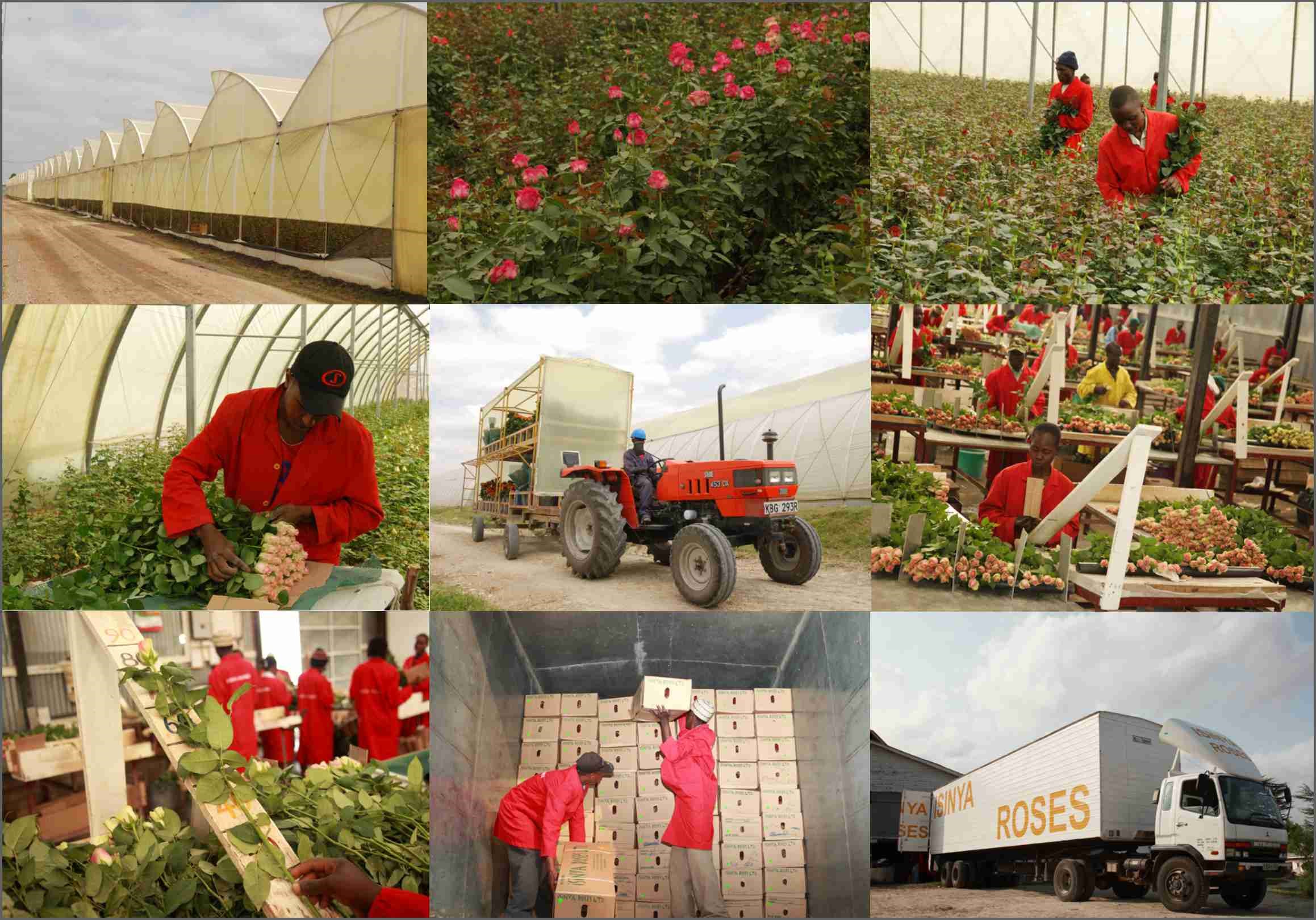 Isinya – 35 hektarů růží v Keni