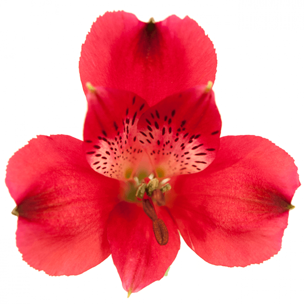 Alstromérie ADELE 85g