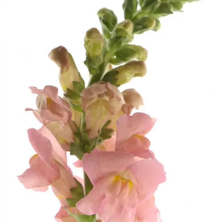 Antirrhinum OPUS PINK 80cm