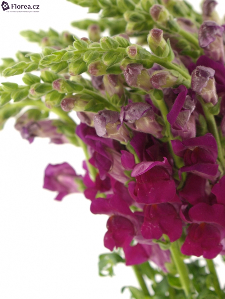Antirrhinum OPUS RED 80cm