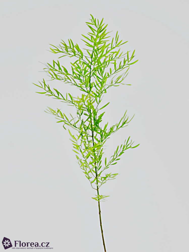 ASPARAGUS DENSIFLORUS CWEBE 50cm