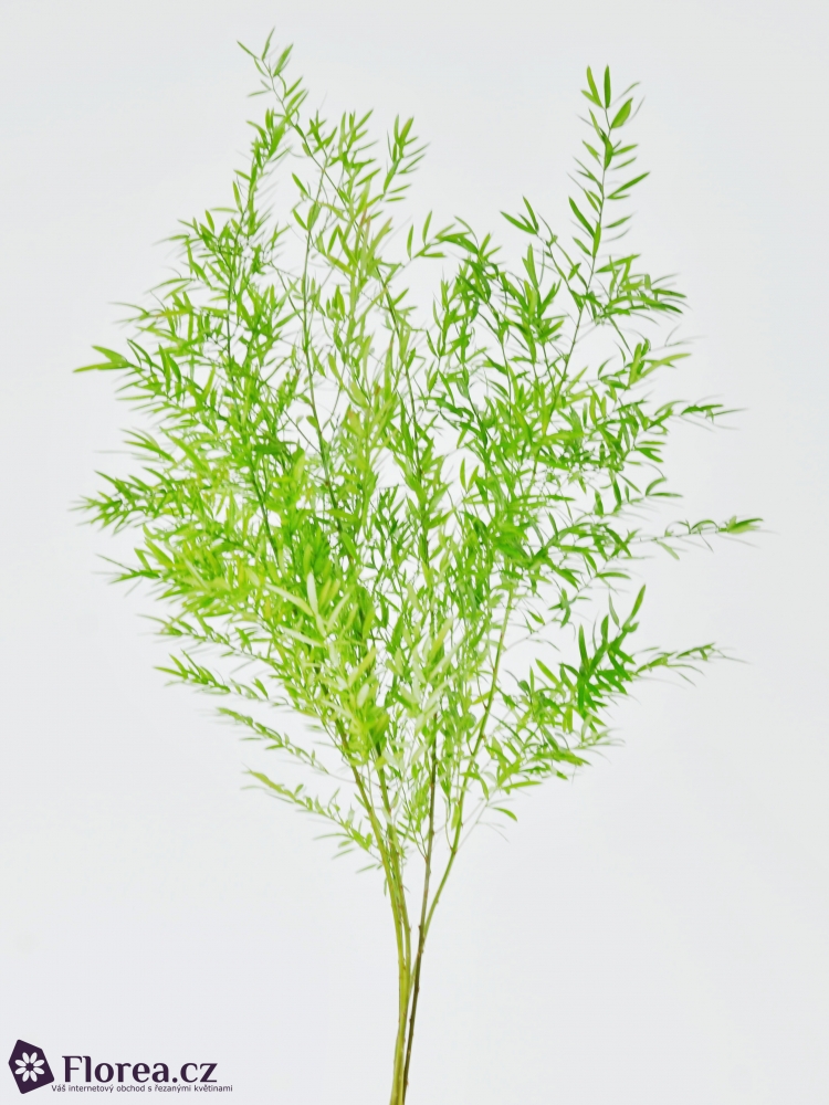 ASPARAGUS DENSIFLORUS CWEBE 50cm