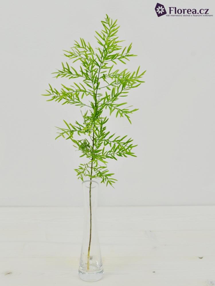 ASPARAGUS DENSIFLORUS CWEBE 50cm