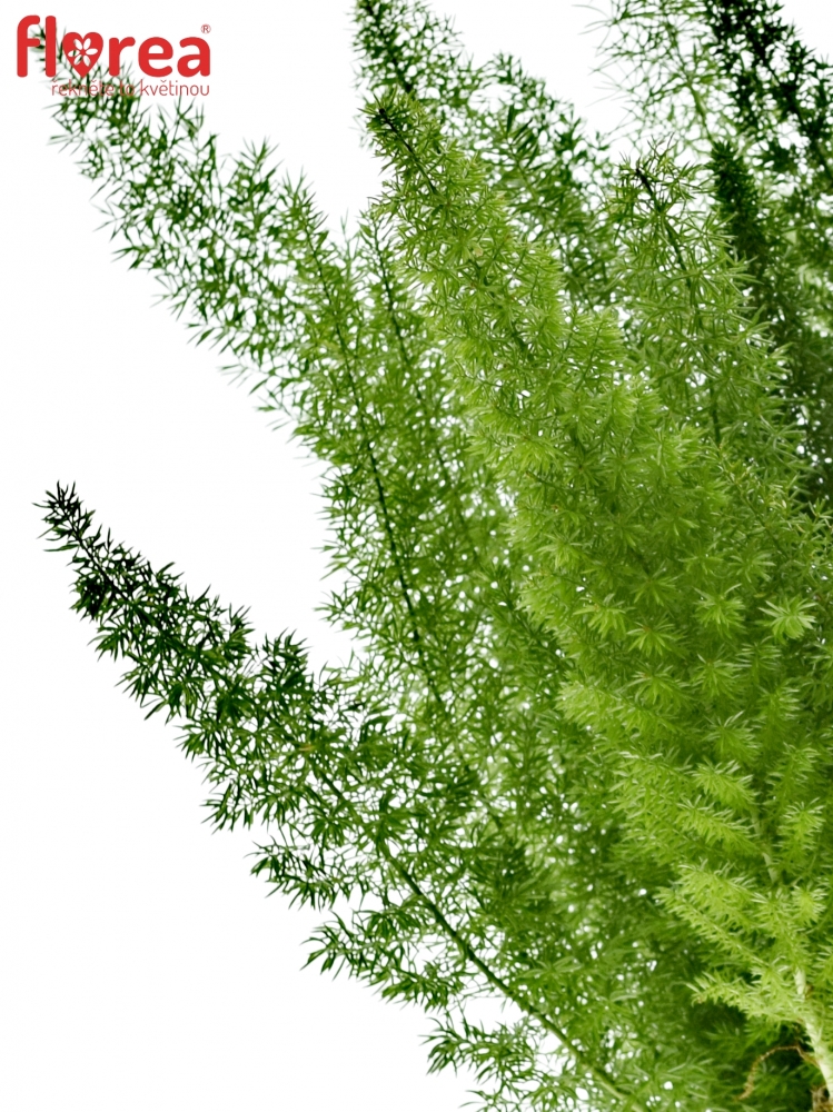 ASPARAGUS MEYERI 50cm