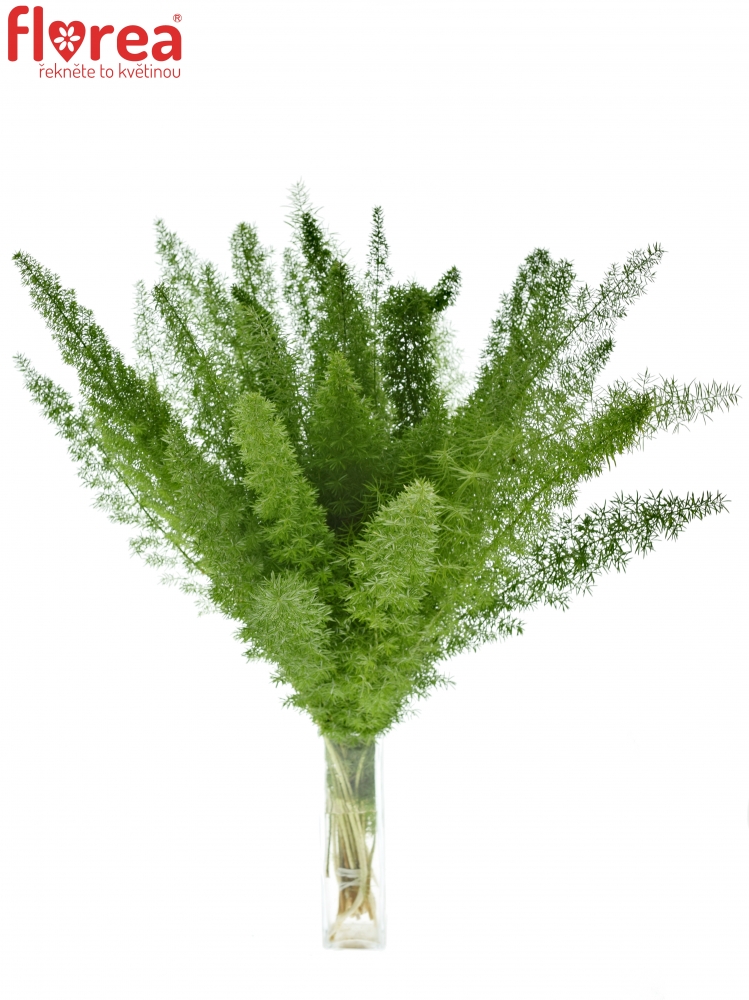 ASPARAGUS MEYERI 40cm