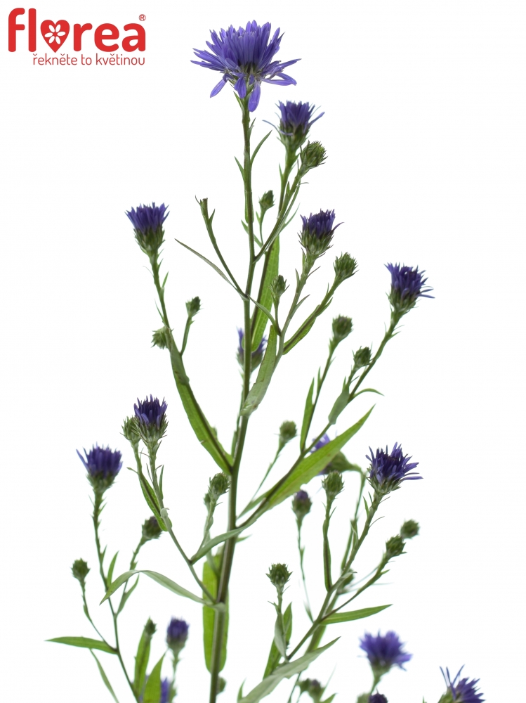 ASTER ASTEE DARK MILKA 60cm/15g