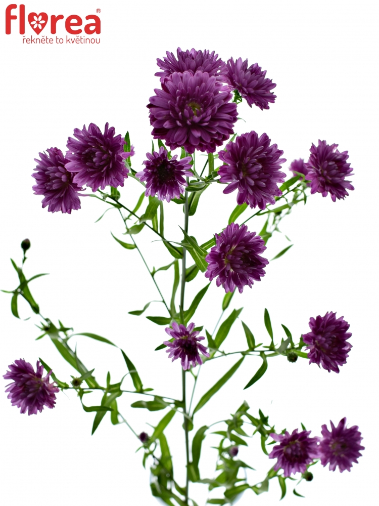 Aster FLASH 70cm/40g