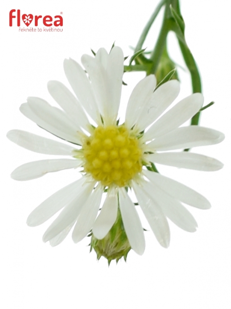 ASTER MONTE CASINO 80cm/30g