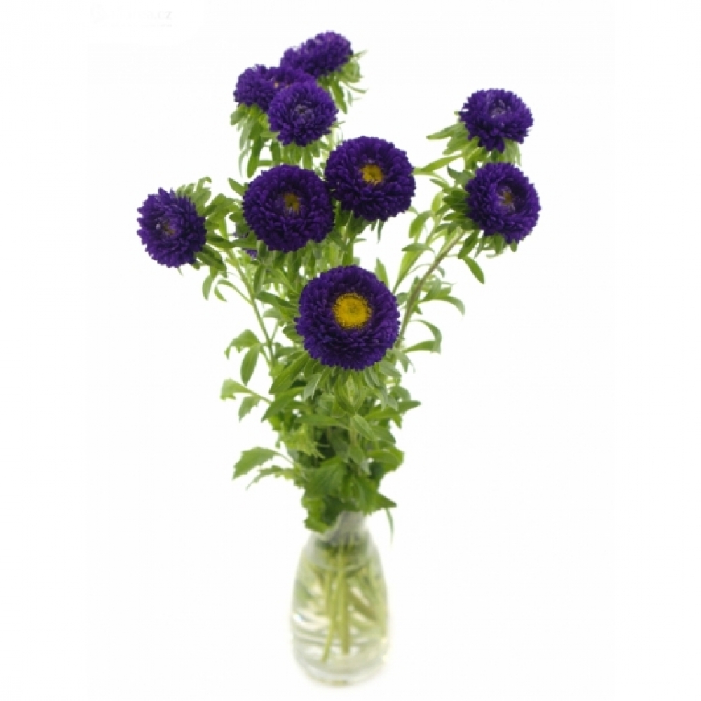 Astra CHINENSIS BUTTONS BLUE 60cm