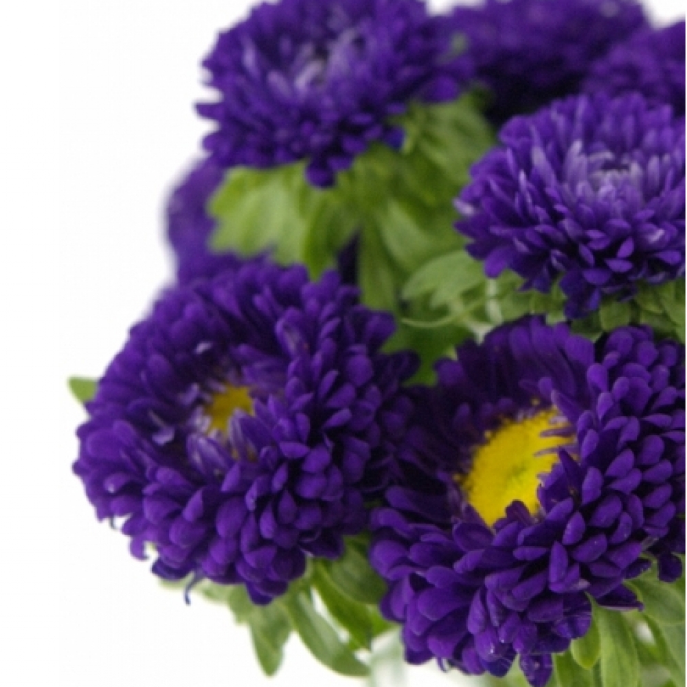 Astra CHINENSIS BUTTONS BLUE 60cm