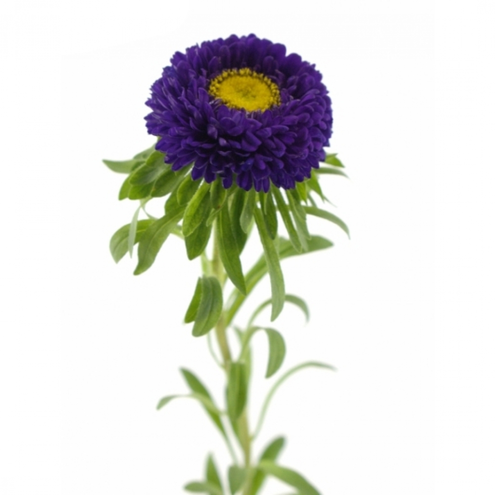 Astra CHINENSIS BUTTONS BLUE 60cm