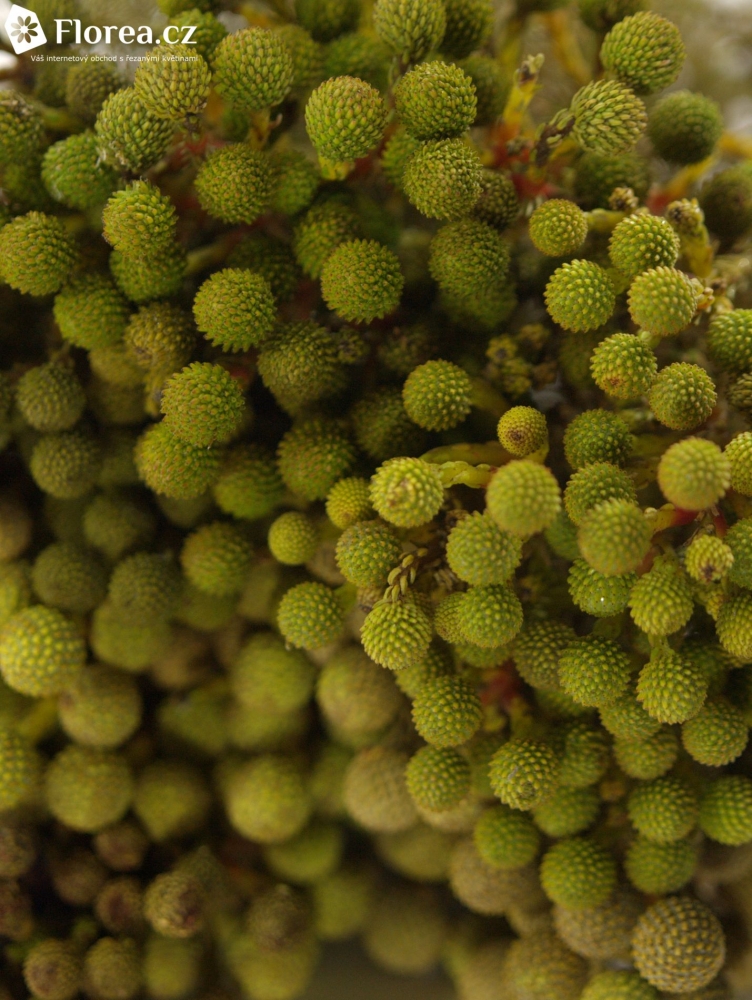 BERZELIA ABROTANOIDES 50cm