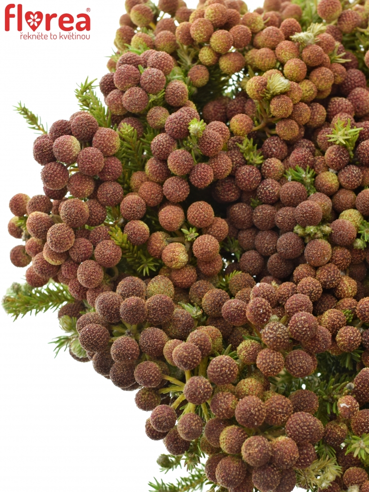 BERZELIA LANUGINOSA 50cm