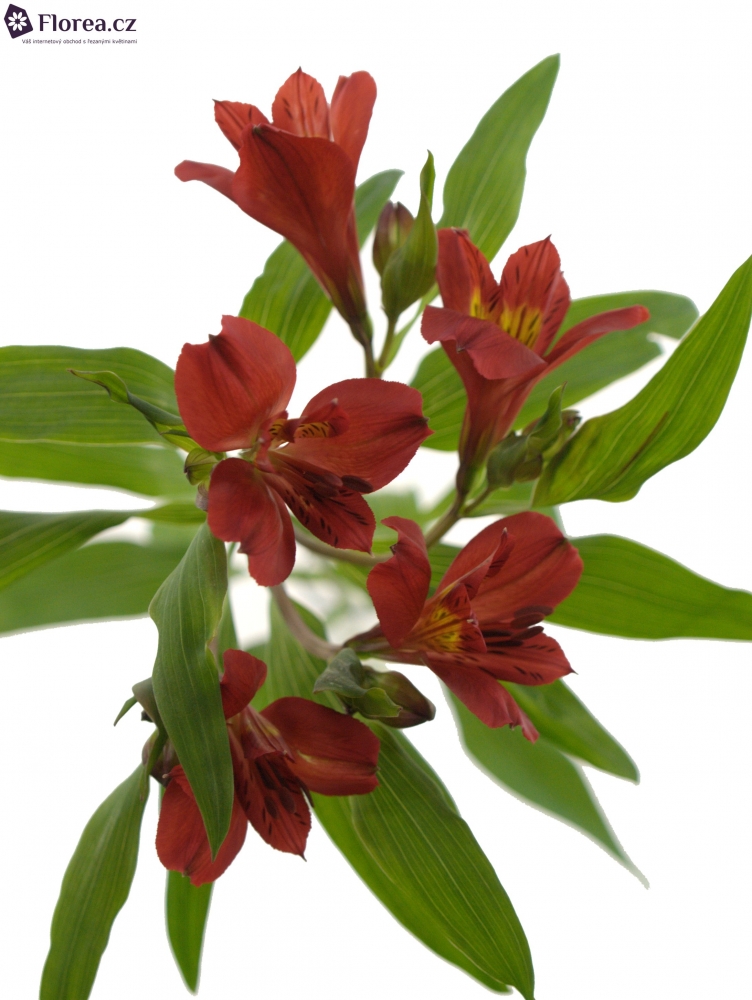 Alstromérie HOT PEPPER 85g