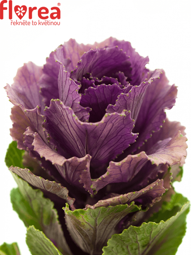 Okrasné zelí CRANE RUBY 60cm