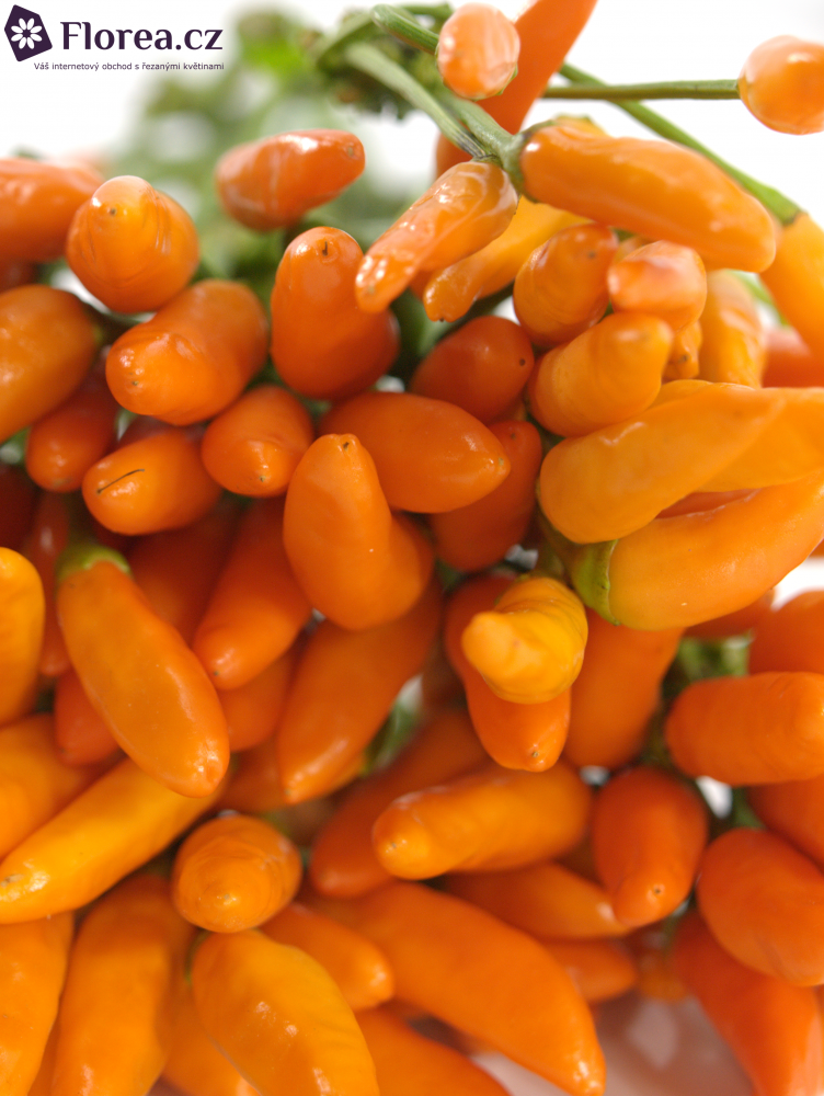 CAPSICUM ORANGE FIRE 50cm