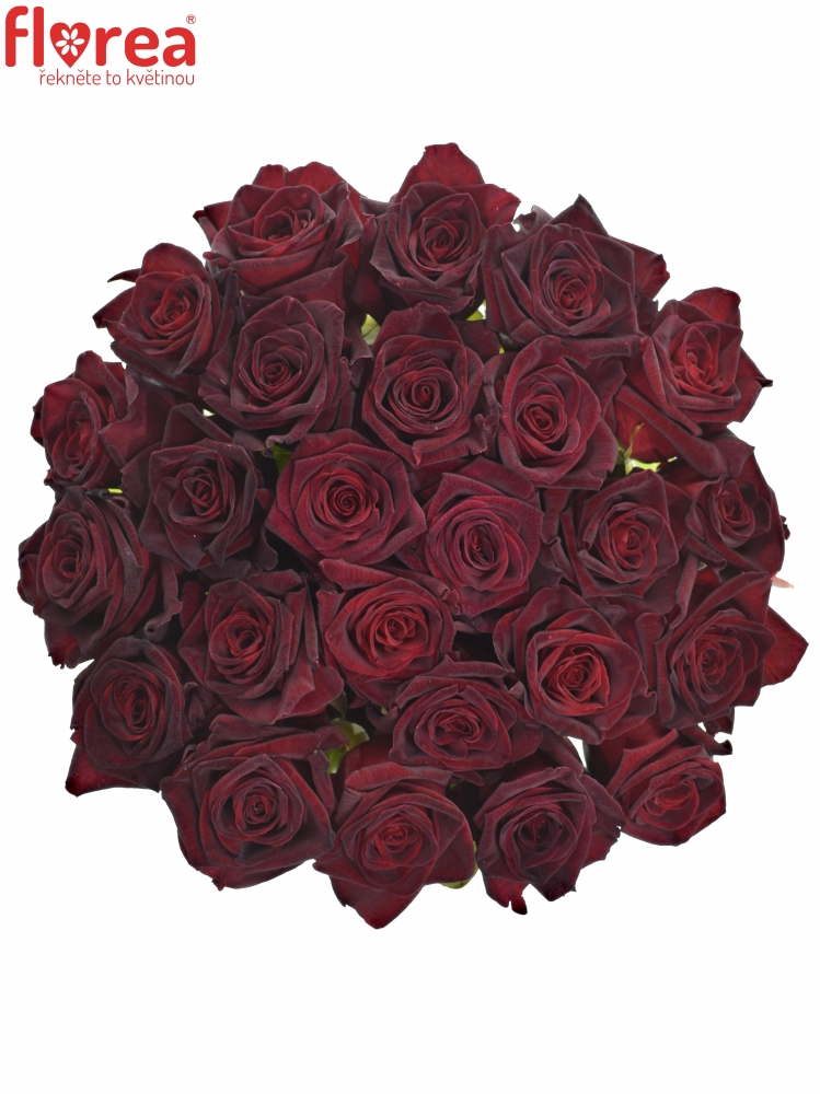 Černá růže BLACK BACCARA 60cm (M)