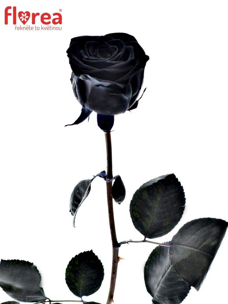 Černá růže BLACK RED NAOMI! 60cm - ČERNÁ RŮŽE