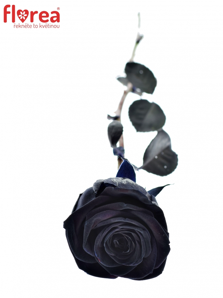 Černá růže BLACK RED NAOMI! 60cm - ČERNÁ RŮŽE