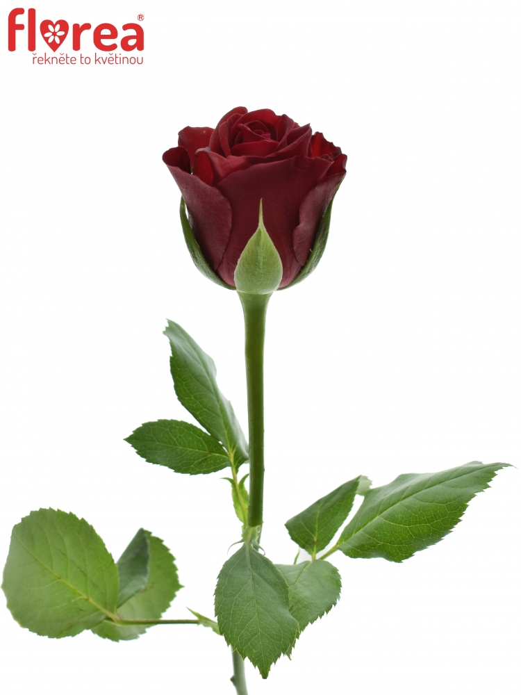 Červená růže FURIOSA 50cm (S)