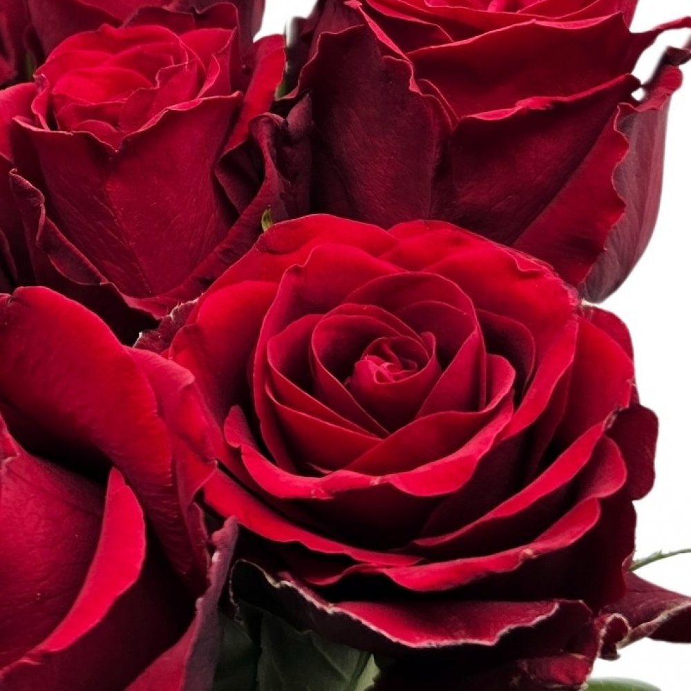 Červená růže RED VALENTINE 70cm (M)