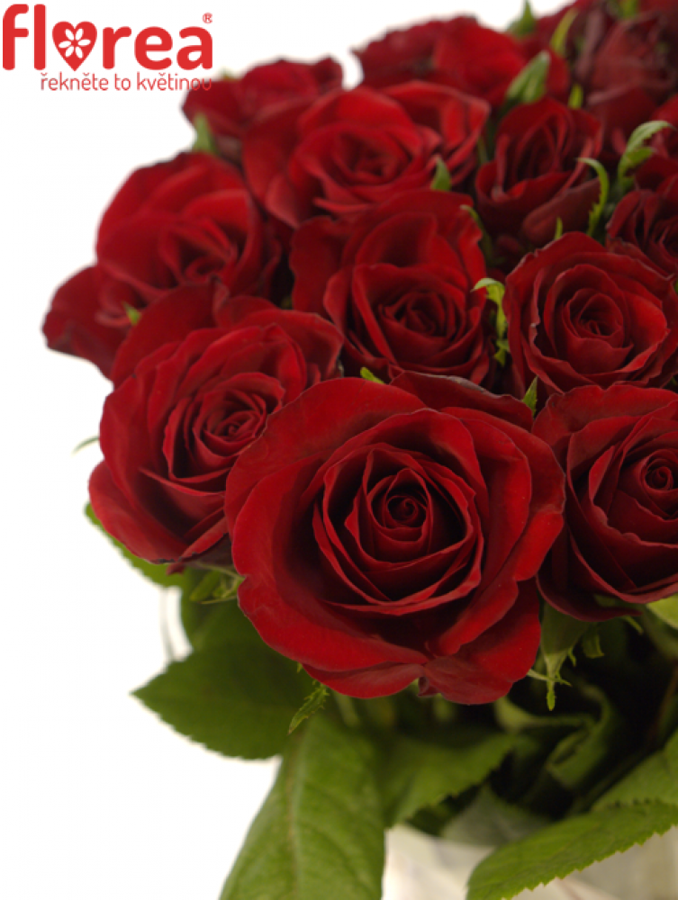 Červená růže VICTORIA 40cm (S)