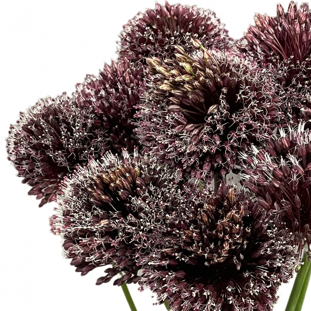 Česnek PUNKY BOY 65cm