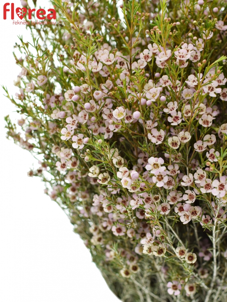 CHAMELAUCIUM OCHANA 40g