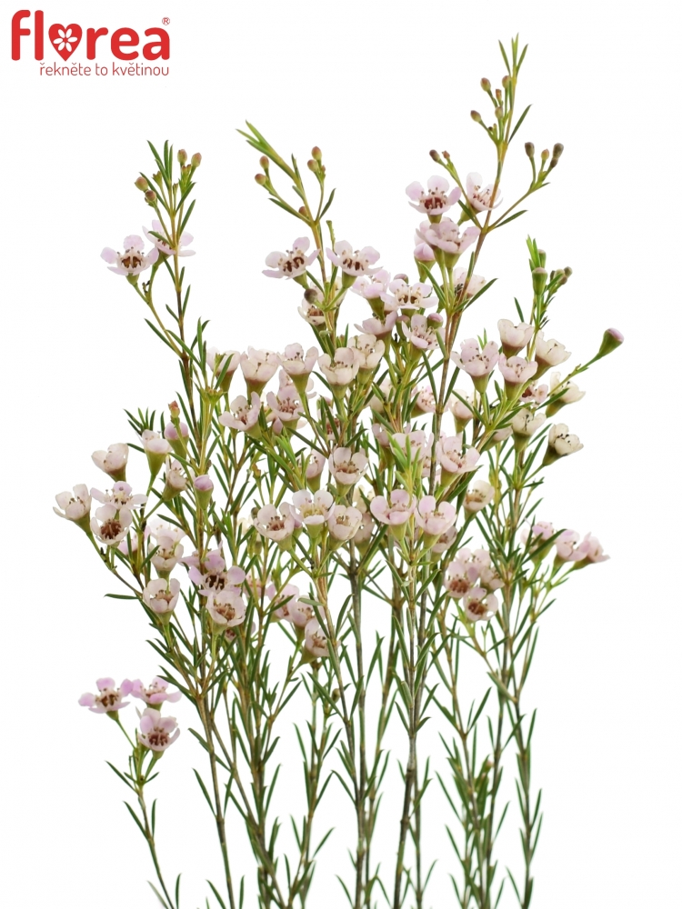 CHAMELAUCIUM OCHANA 40g