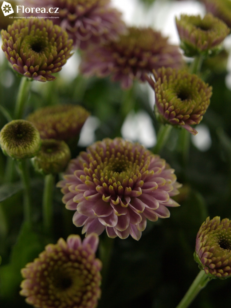 Chryzantéma SAN AAA DORIA PINK 1000g