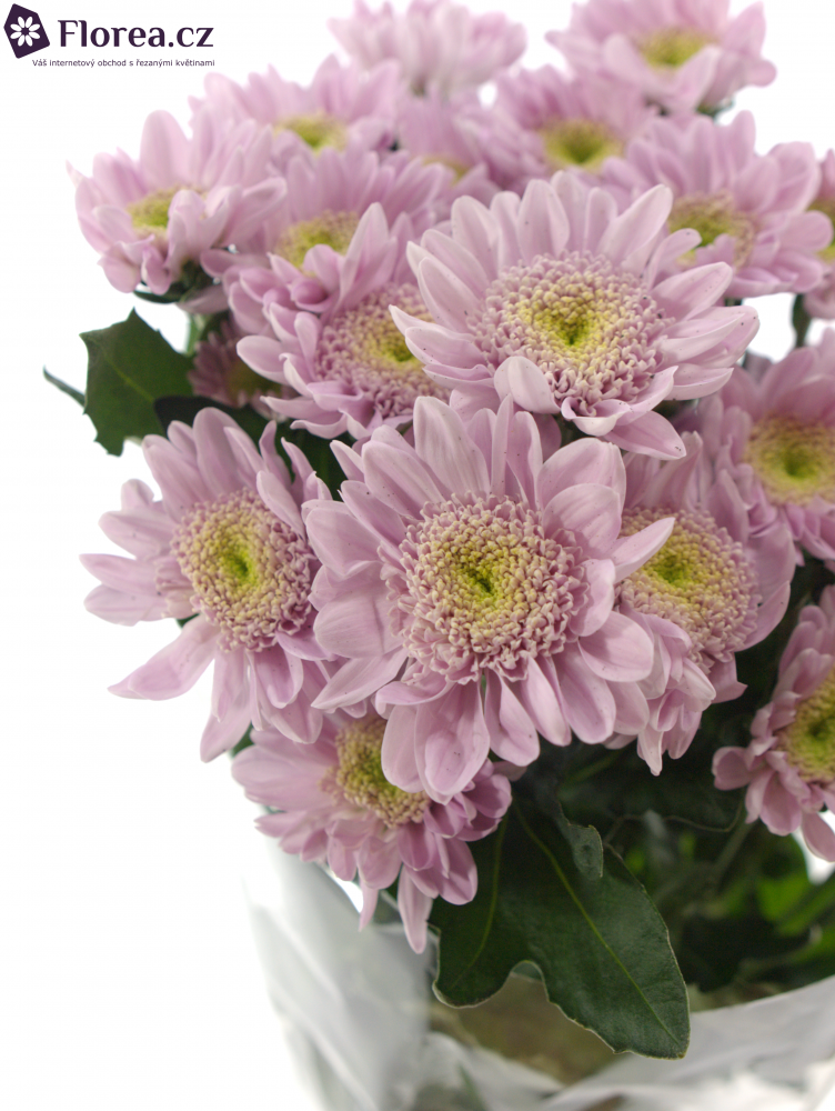 Chryzantéma T OPTIMIST 75g