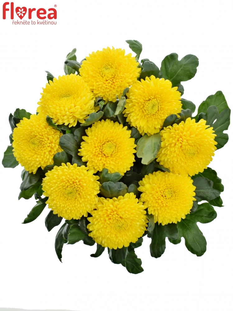 Chryzantéma G MIGOLI 70g