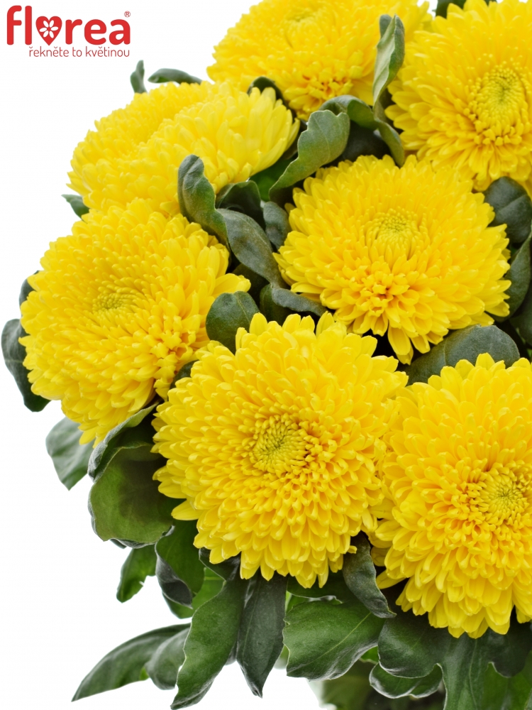 Chryzantéma G MIGOLI 70g