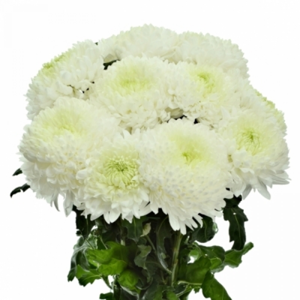 Chryzantéma G SILENT 75g