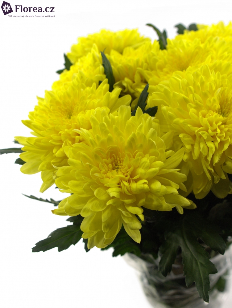 Chryzantema G ZEMBLA YELLOW 65g