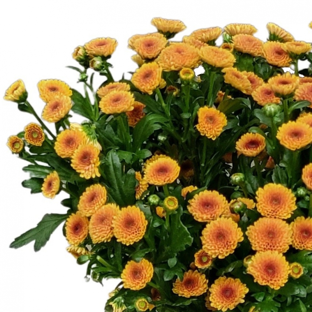 Chryzantéma SAN AAA TOSS ORANGE 1200g