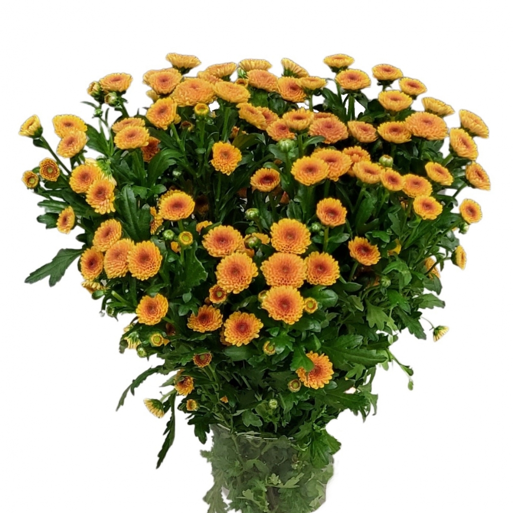 Chryzantéma SAN AAA TOSS ORANGE 1000g