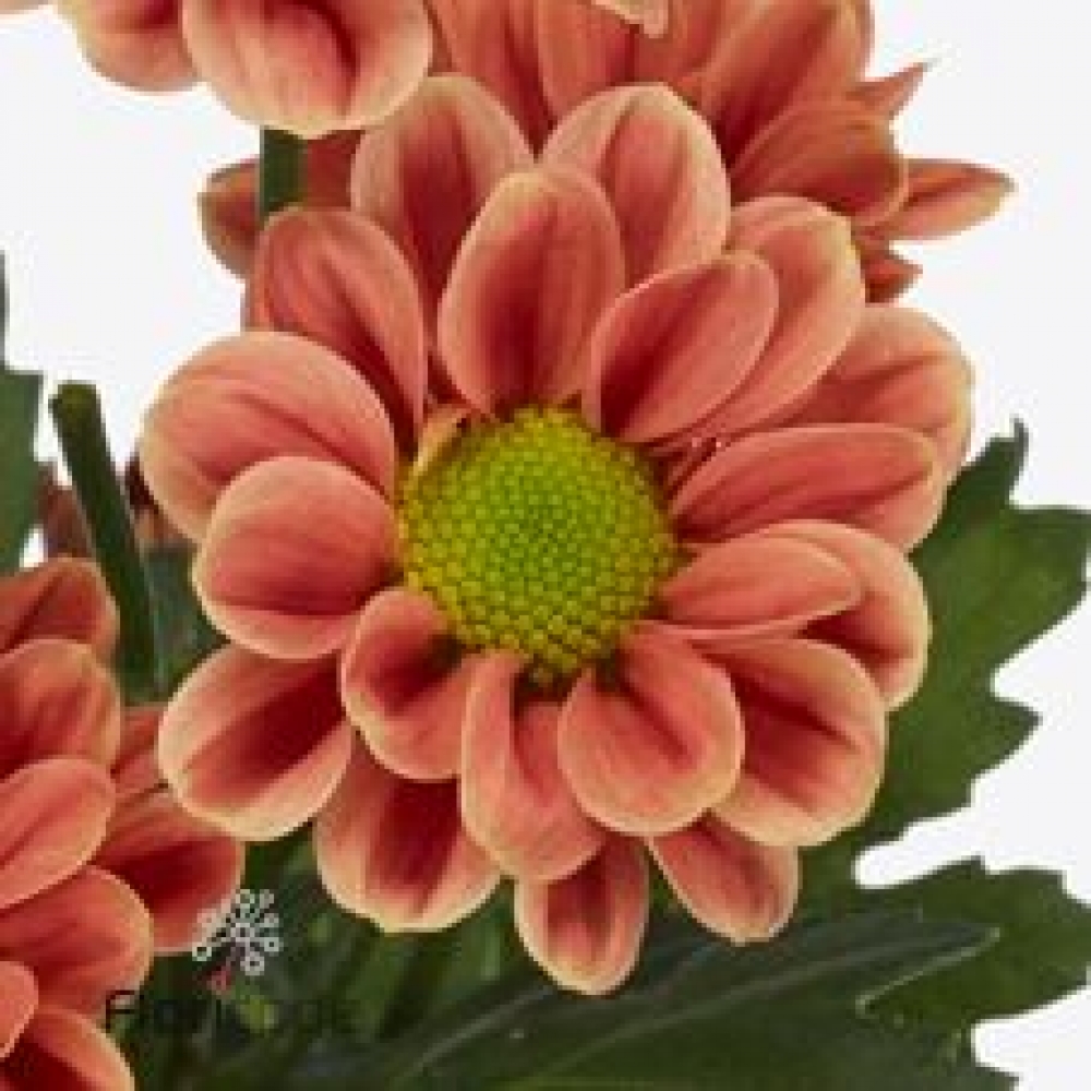 Chryzantéma SAN KIM SALMON 850g