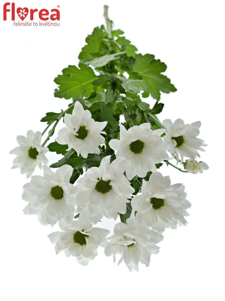 Chryzantéma T KENNEDY 75g