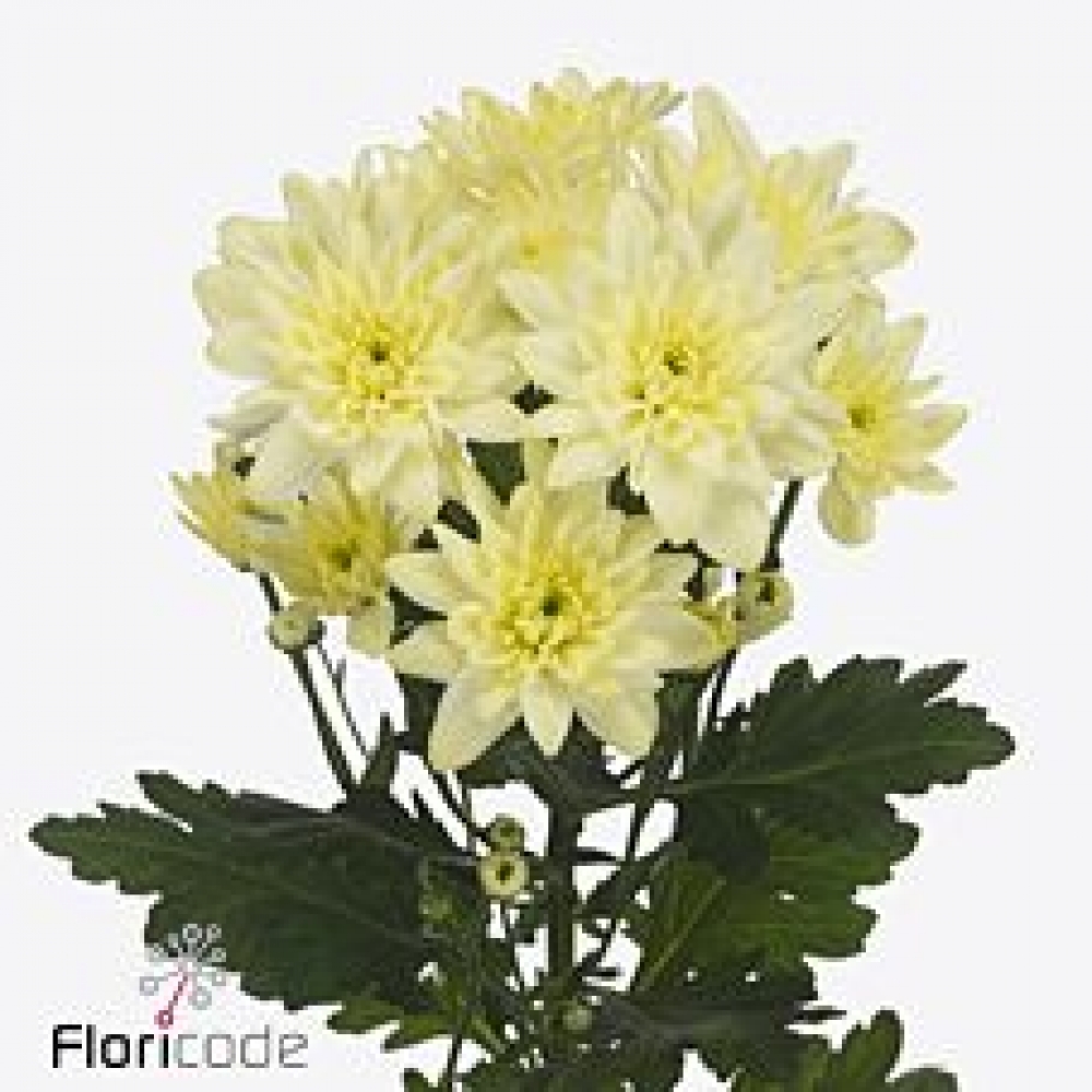 Chryzantéma T PINA COLADA CREAM 90g