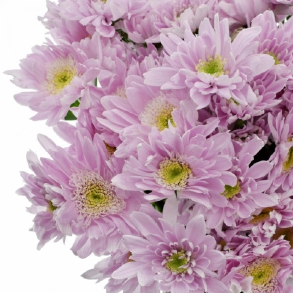 Chryzantéma T SERENITY SWEET 65g