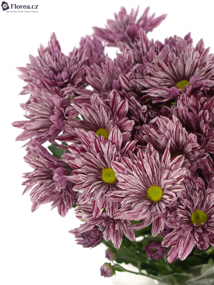 Chryzantéma T STELLINI 70g