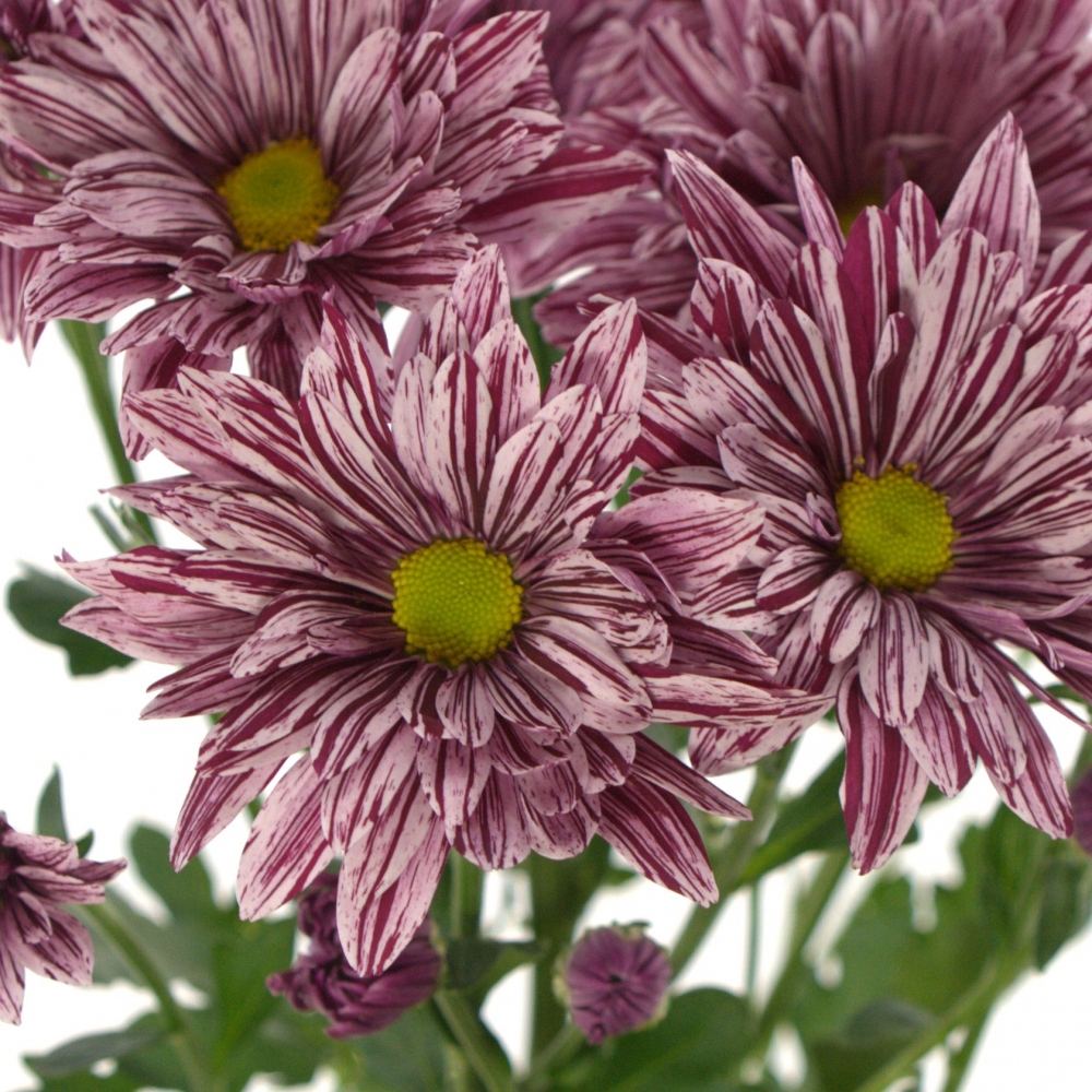 Chryzantéma T STELLINI 70g