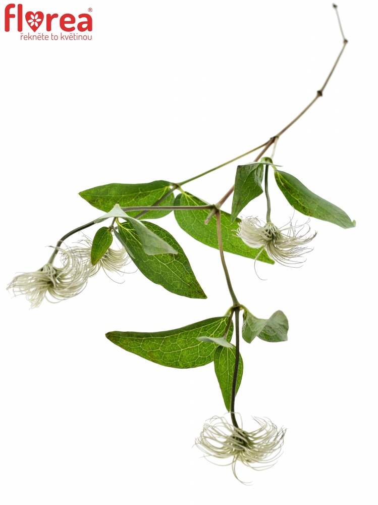 Clematis AMAZING KIBO 50cm