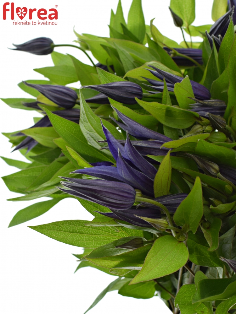 Clematis AMAZING OSLO 50cm