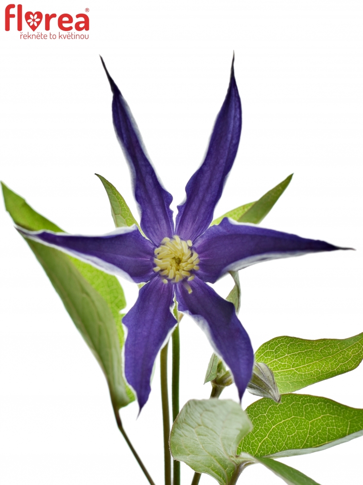 Clematis AMAZING OSLO 50cm