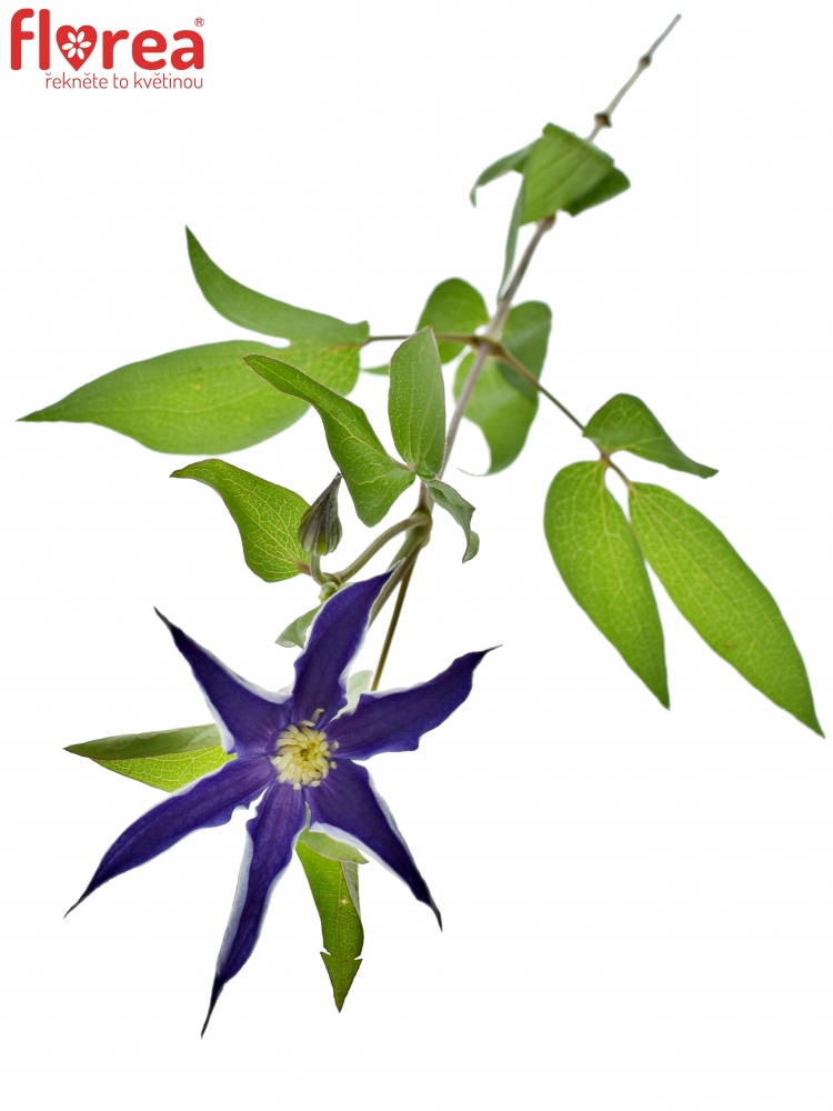 Clematis AMAZING OSLO 50cm