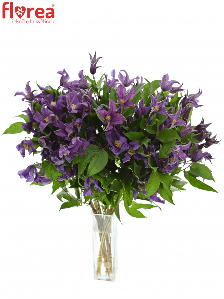 Clematis AMAZING ROME 70cm