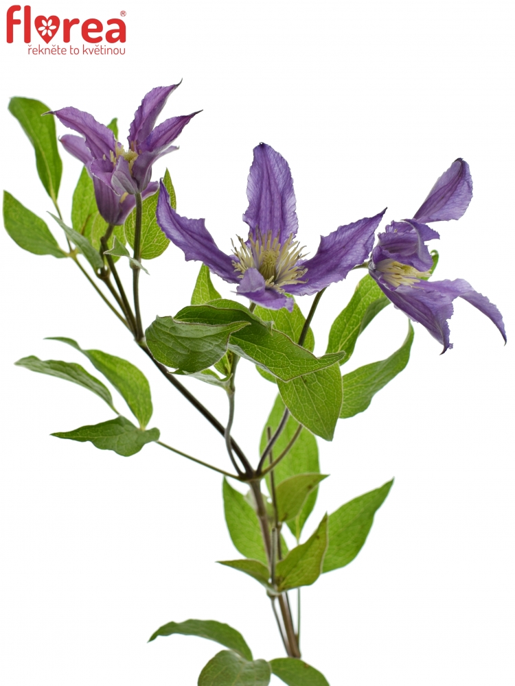 Clematis AMAZING ROME 70cm