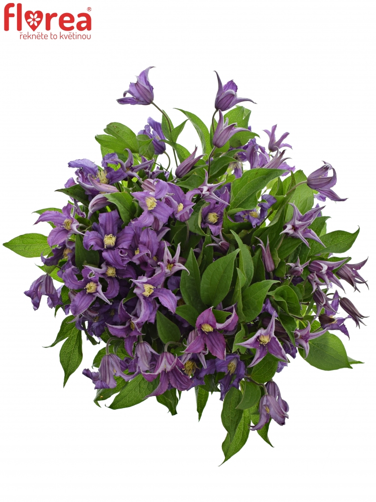 Clematis AMAZING ROME 70cm